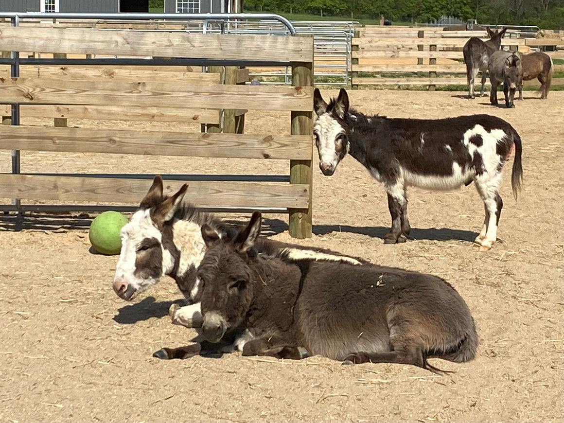 Little Longears Miniature Donkey Rescue Shop